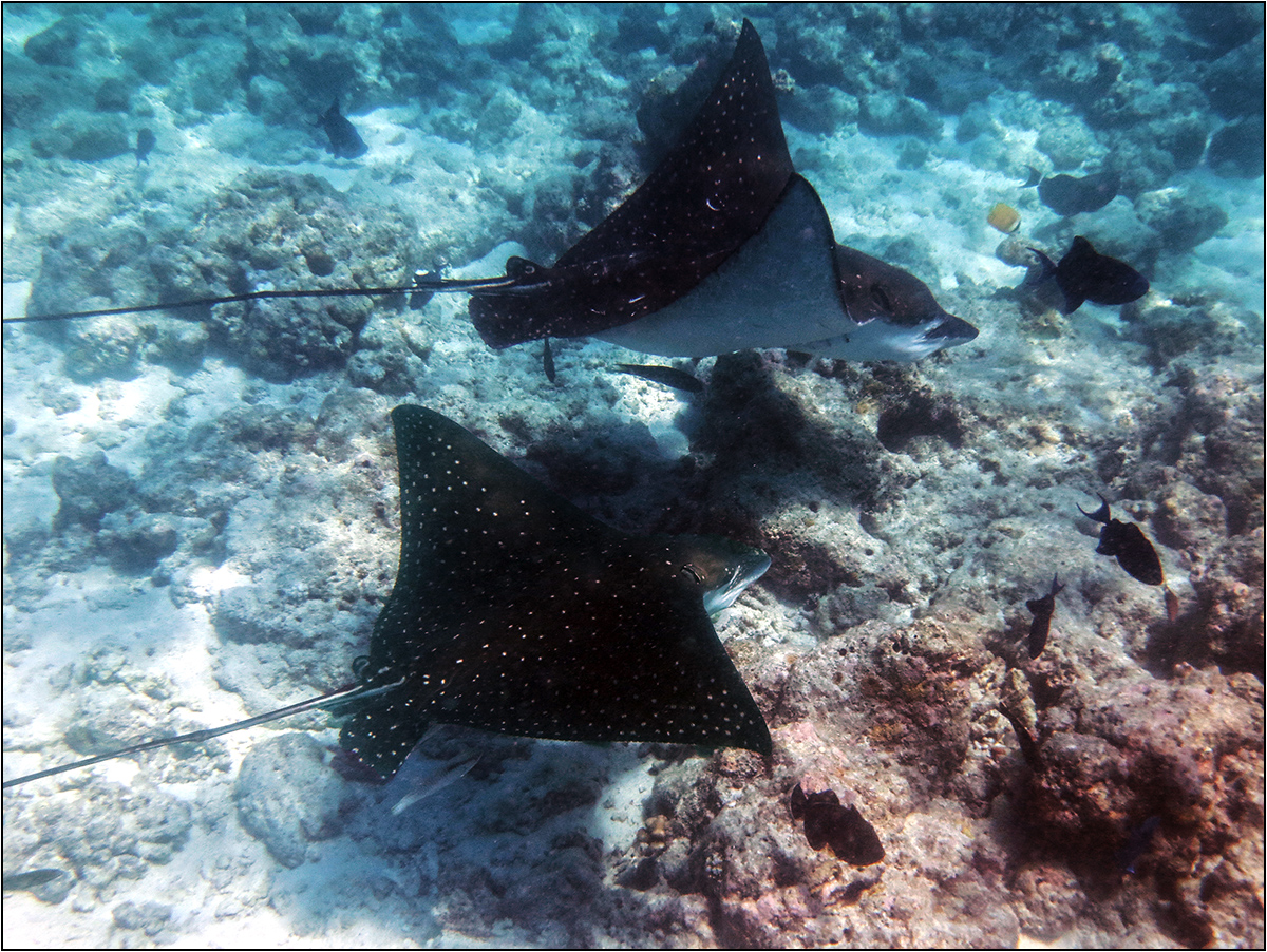 Zwei Adlerrochen ... Foto & Bild | asia, indian ocean, unterwasser ...