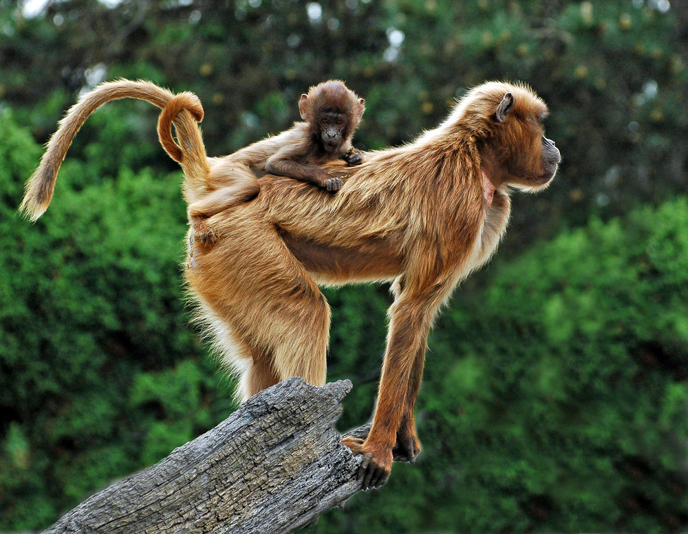 Zwei Affen in der Wilhelma in Stuttgart Foto & Bild | natur, tiere ...