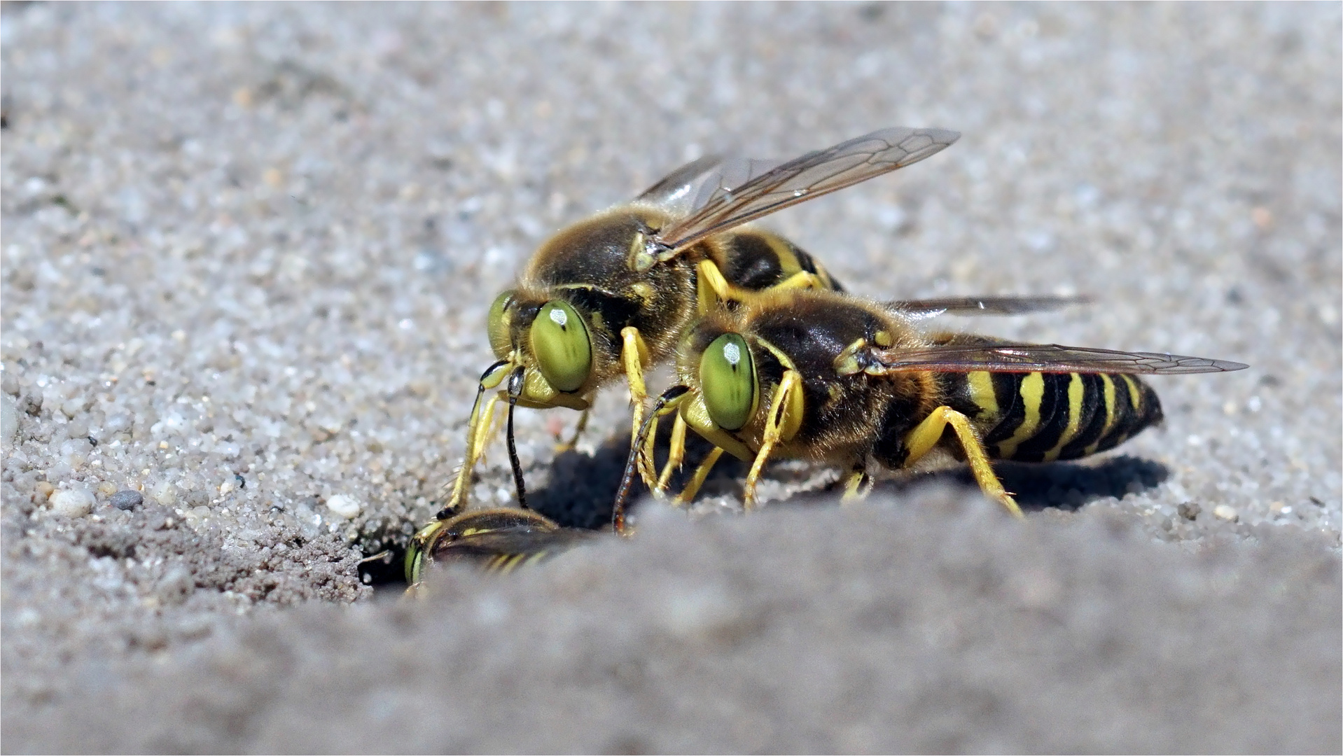 Zwei Anwärter - Bembix rostrata Foto & Bild | sommer, insekten ...