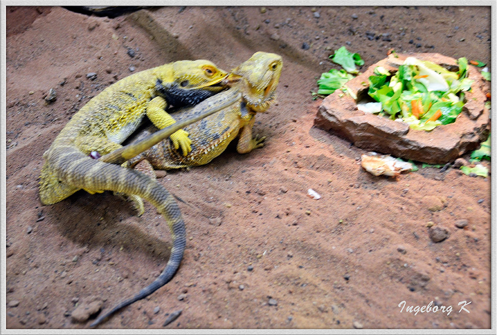 Zwei Bartagamen mit Frühlingsgefühlen Foto & Bild | tiere, zoo ...