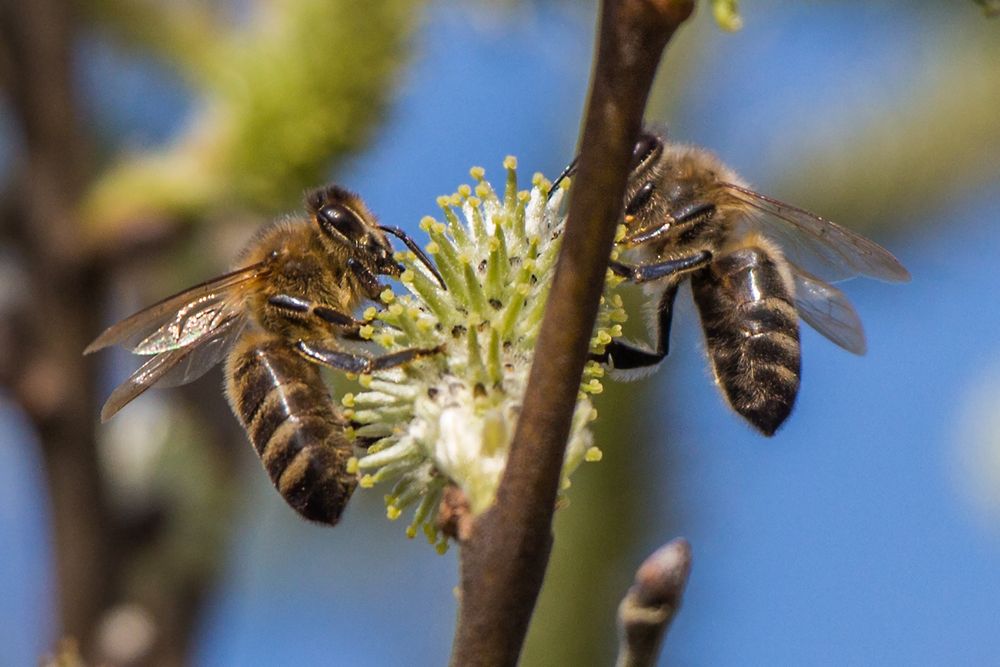 Zwei Bienen Foto & Bild | tiere, wildlife, insekten Bilder auf ...