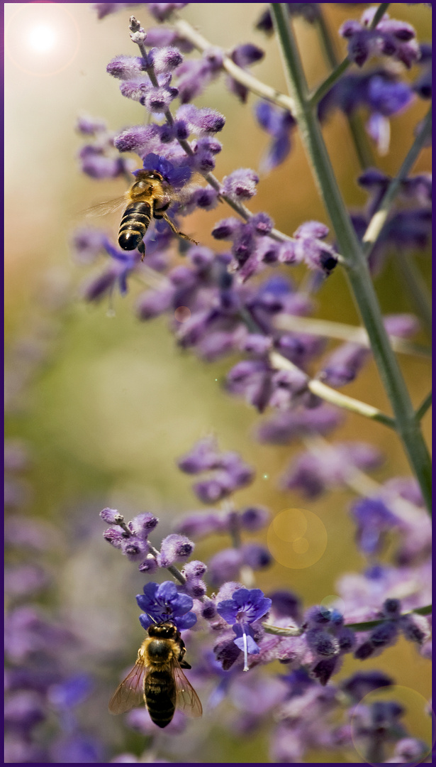 Zwei Bienen... Foto & Bild | tiere, wildlife, insekten Bilder auf ...
