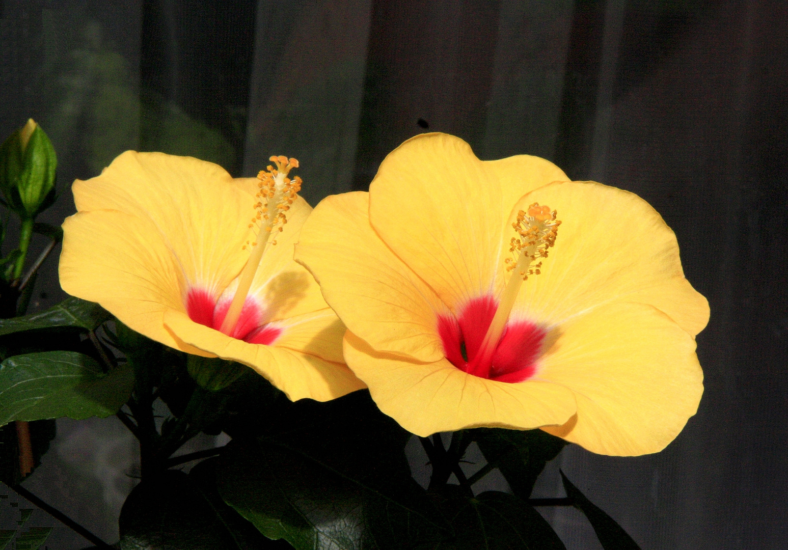 Zwei Blüten Foto & Bild | natur, blumen, hibiskus Bilder auf fotocommunity