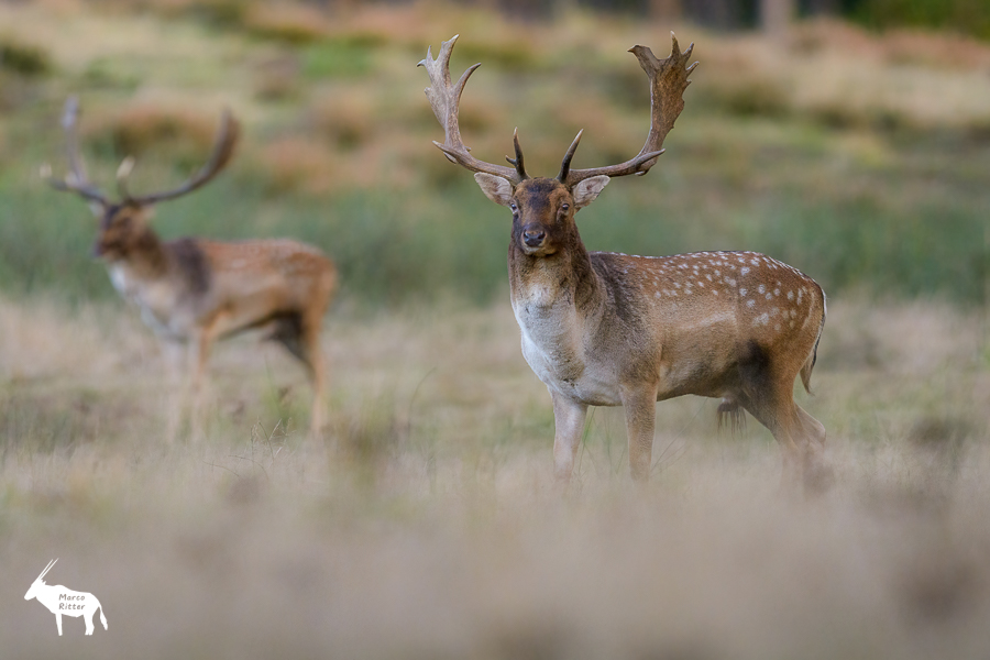 Zwei Damhirsche am Brunftplatz Foto & Bild | tiere, wildlife ...
