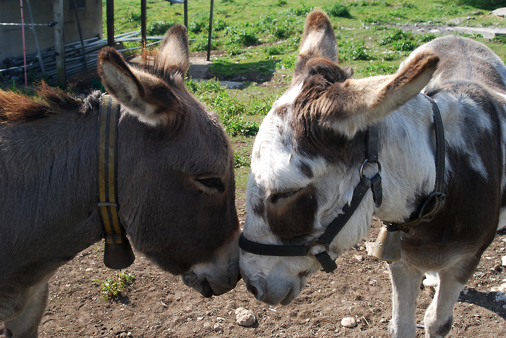 Zwei Esel Foto & Bild | europe, schweiz & liechtenstein, kt. jura ...
