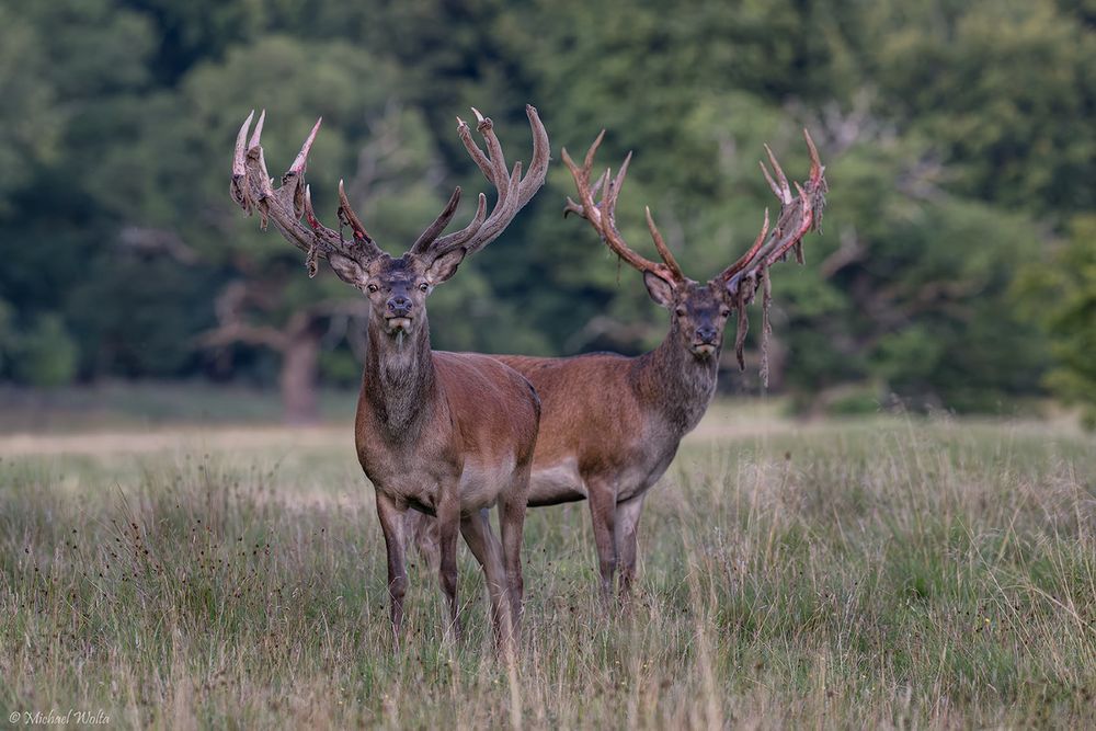 Zwei Feger Foto & Bild | natur, tiere, august Bilder auf fotocommunity