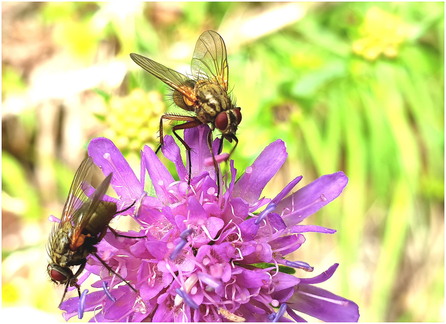 Zwei Fliegen ... Foto & Bild | flügel, blüte, violett Bilder auf ...