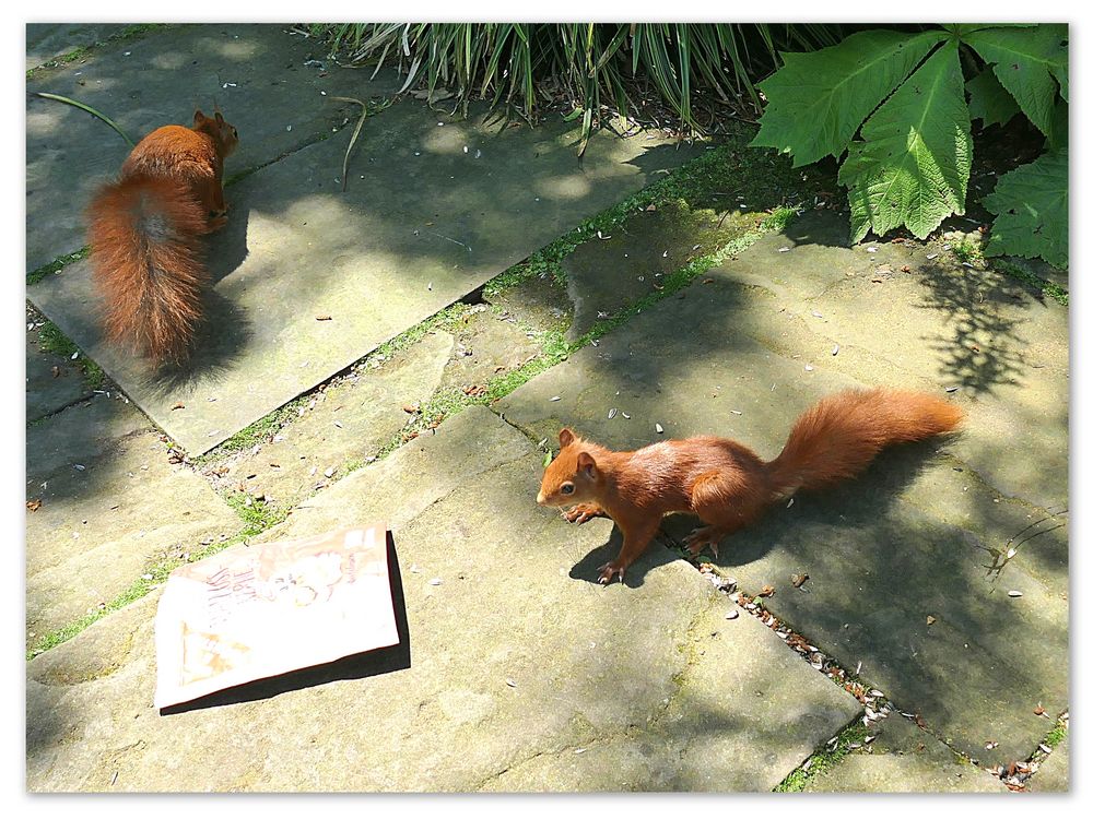 Zwei freche Eichhörnchen Foto & Bild | tiere, meine bilder, fotos ...