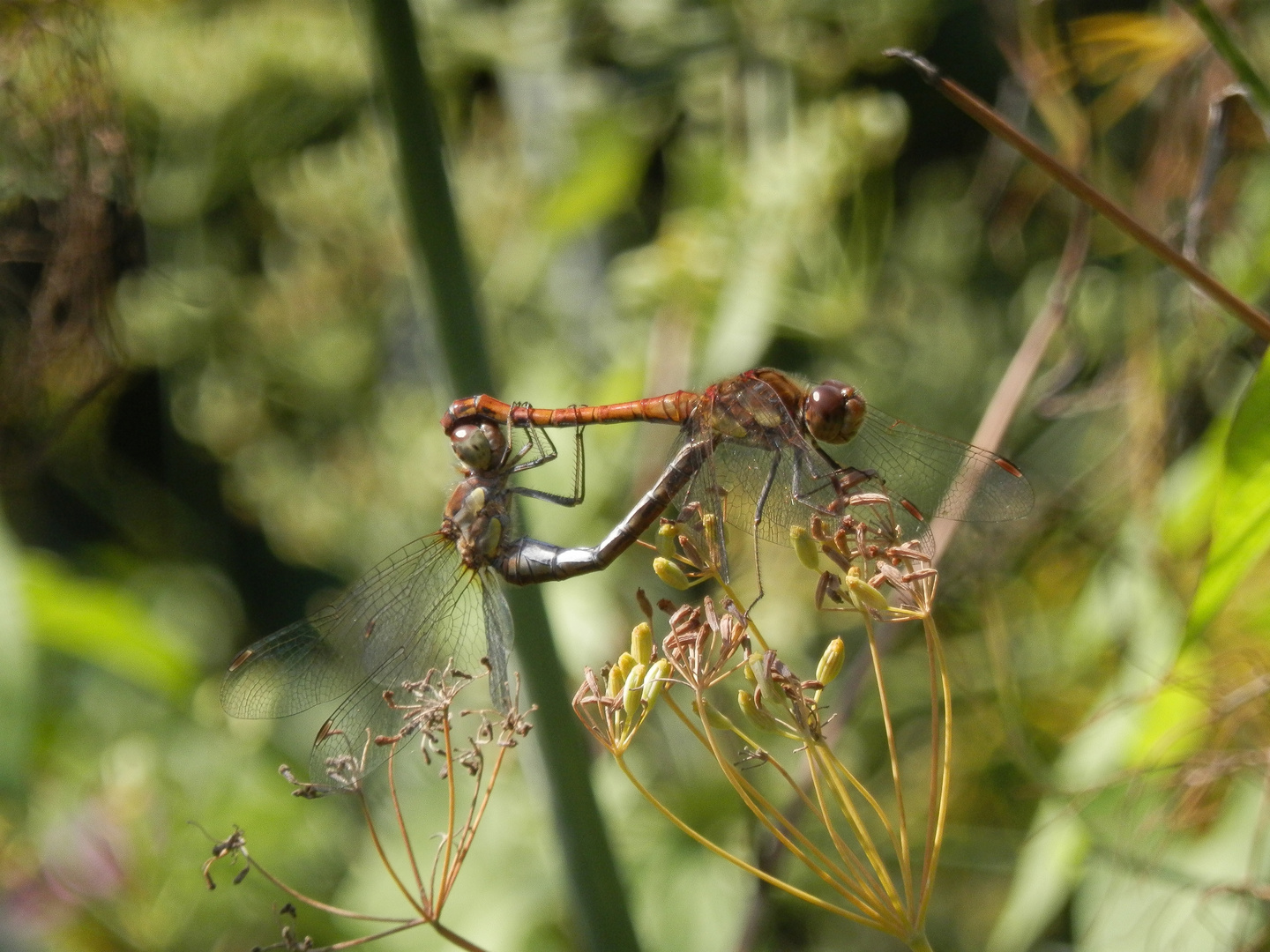 Zwei Gemeine Heidelibellen (Sympetrum vulgatum) im Tandem Foto & Bild ...