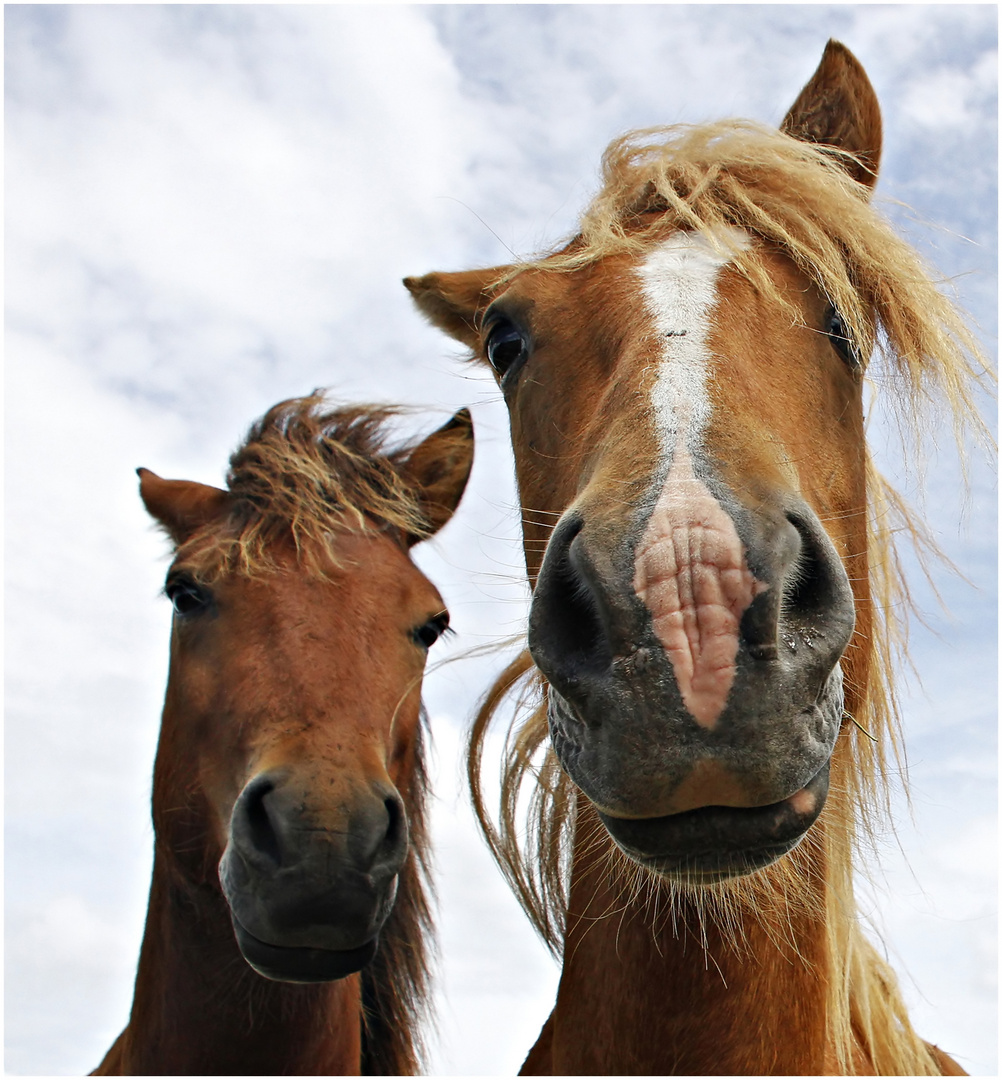 zwei gute Freunde Foto & Bild | tiere, natur, pferde Bilder auf ...