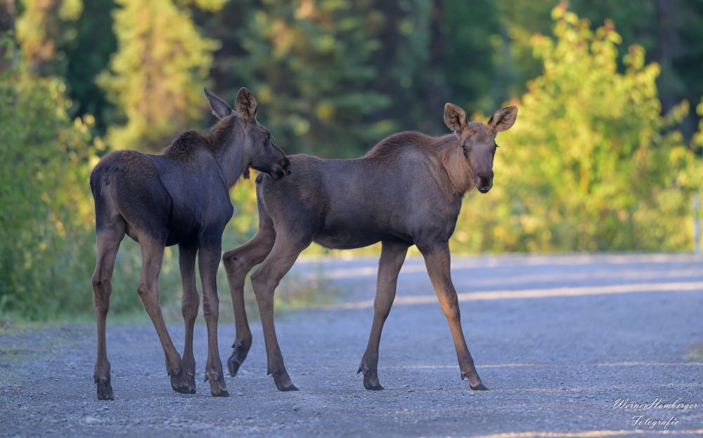 zwei junge Elche Foto & Bild | tiere, wildlife, wild lebende vögel ...