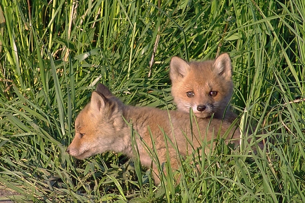 zwei junge Füchse Foto & Bild | tiere, wildlife, wildlife: sonstige ...