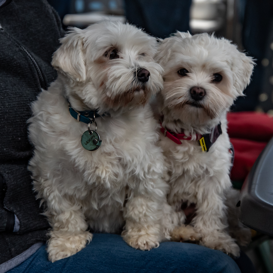 Zwei kleine Racker Foto & Bild | tiere, haustiere, natur Bilder auf ...