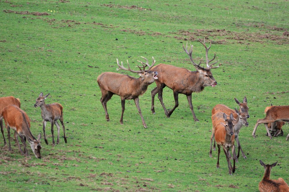 Zwei konkurrierende Hirsche schätzen sich vor einem Kampf ab Foto ...
