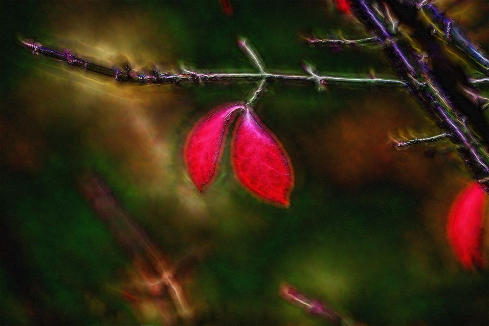 zwei lezten blätter am bäumchen ... Foto & Bild | bearbeitungs - techniken, filtertechniken ...