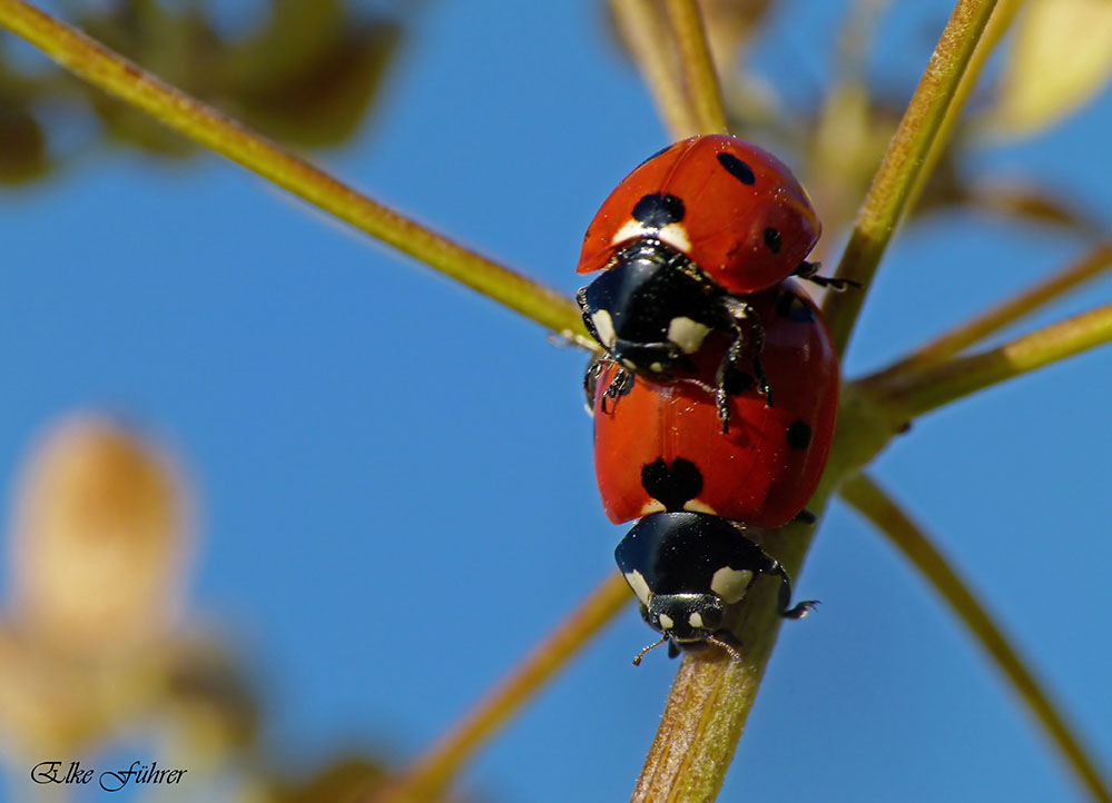 Zwei (liebes)tolle Käfer Foto & Bild | tiere, wildlife, insekten Bilder ...