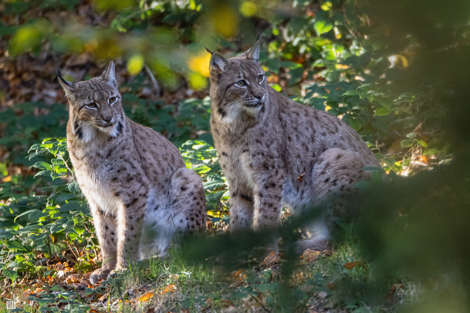 Zwei Luchse Foto & Bild | deutschland, europe, bayern Bilder auf ...