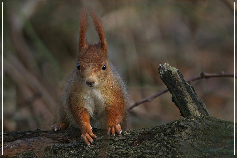 Zwei Ohren... Foto & Bild | tiere, wildlife, säugetiere Bilder auf ...
