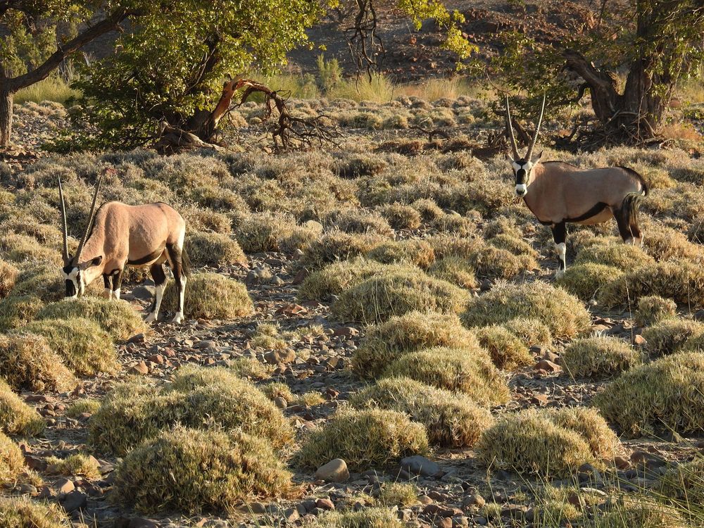 Zwei Oryx-Antilopen beim Äsen Foto & Bild | natur, tiere, wildlife ...