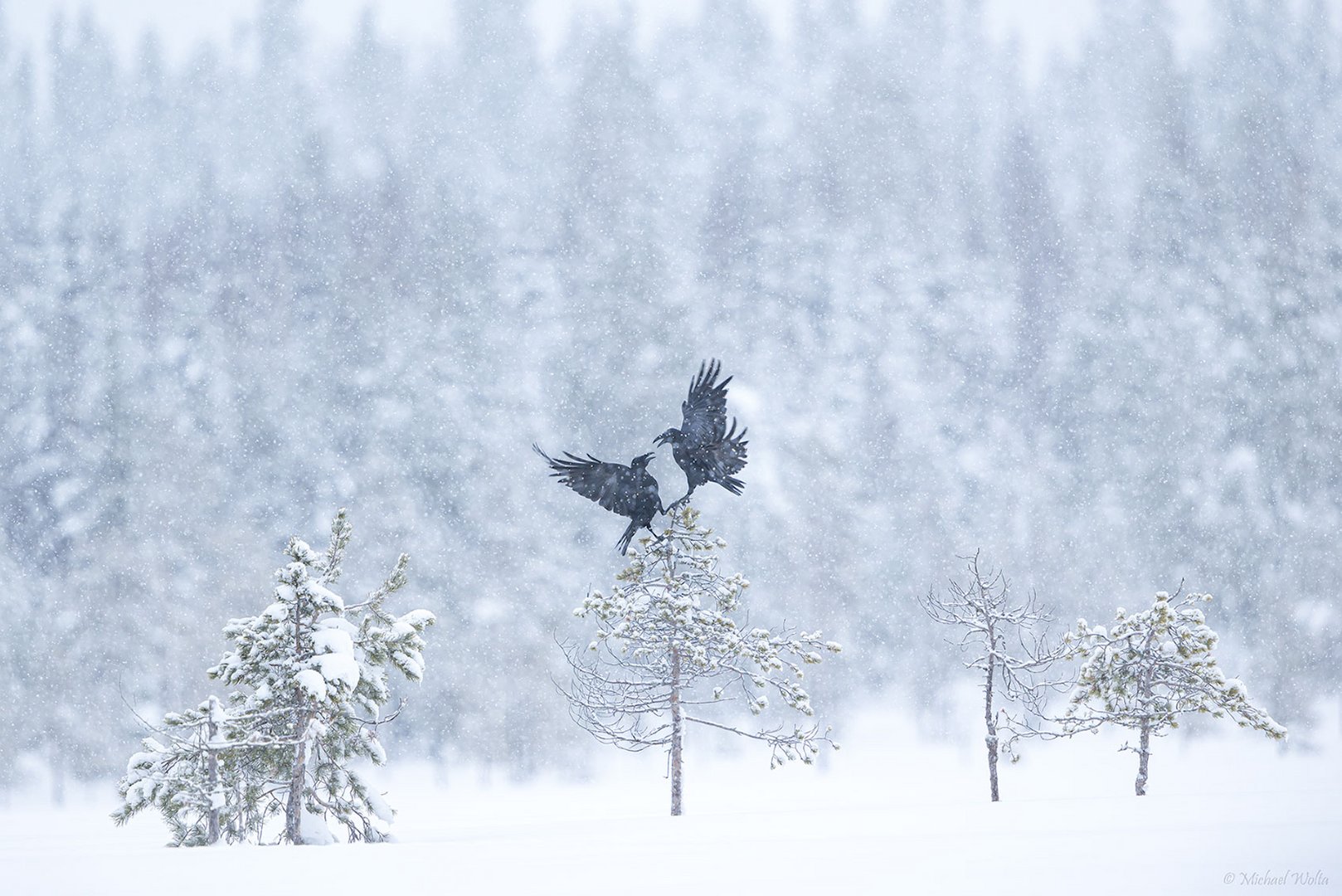 Zwei Raben Foto & Bild | tiere, wildlife, wild lebende vögel Bilder auf ...