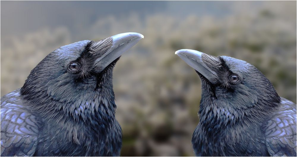 Zwei RABEN haben einen Plan Foto & Bild | natur, collage ...