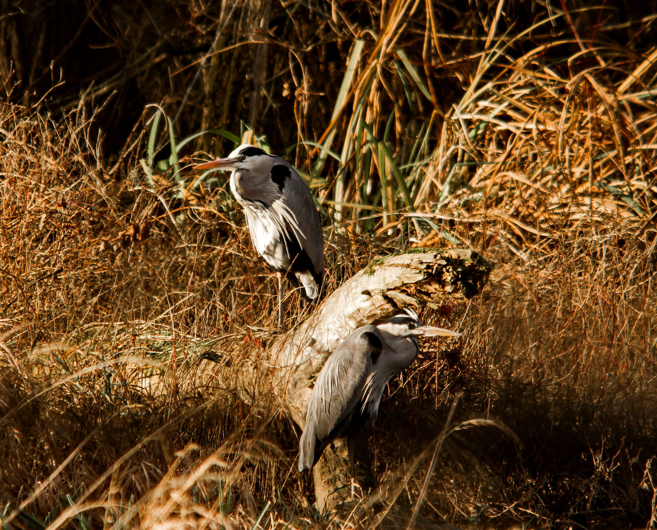 Zwei Reiher beim Sonnenbaden Foto & Bild | tiere, wildlife, wild ...