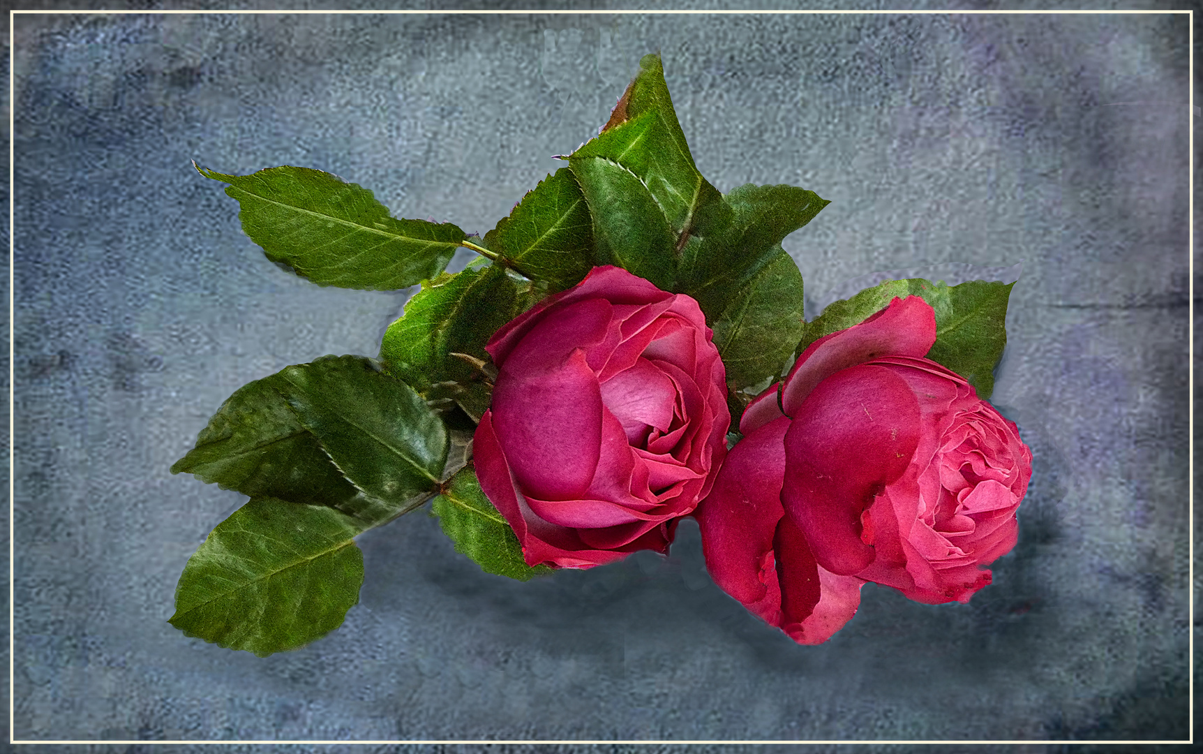 Zwei rote Rosen Foto & Bild | stillleben , spezial, natur Bilder auf ...