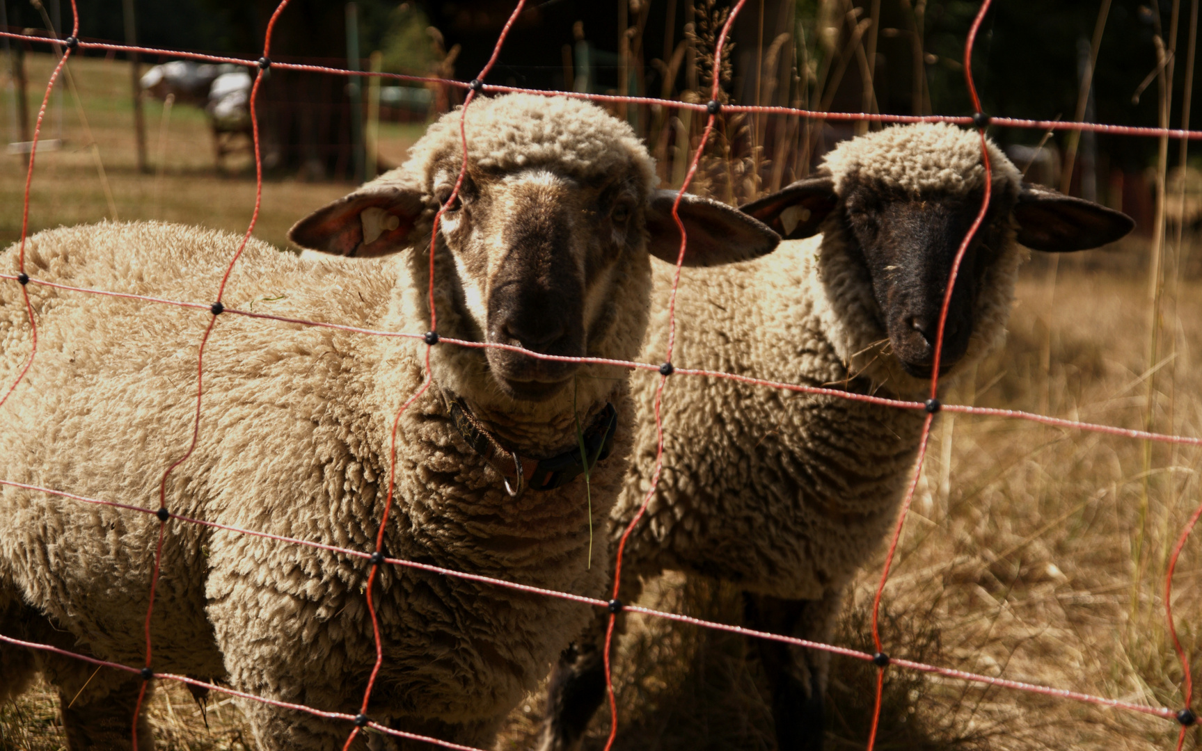 Zwei Schafe Foto & Bild | tiere, wildlife, säugetiere Bilder auf ...