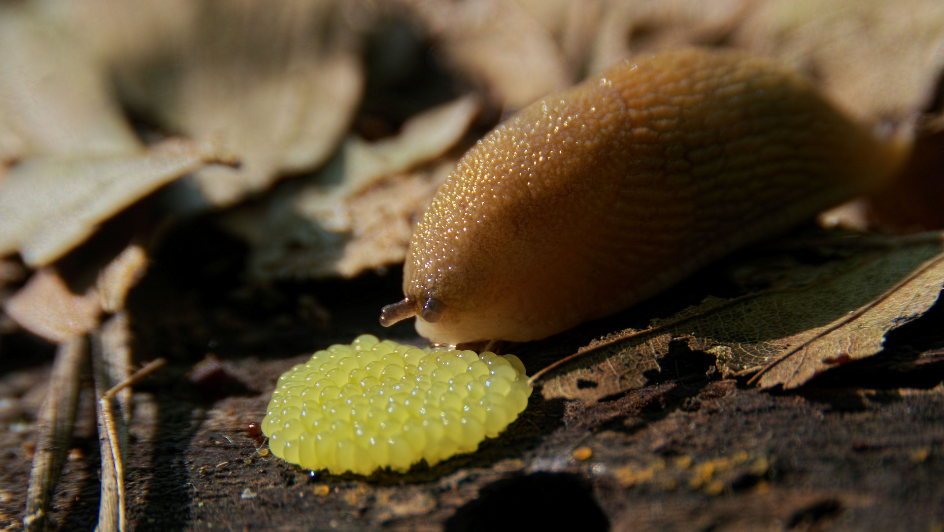 zwei Schleimer treffen sich Foto & Bild | natur, pilze, schnecke Bilder ...