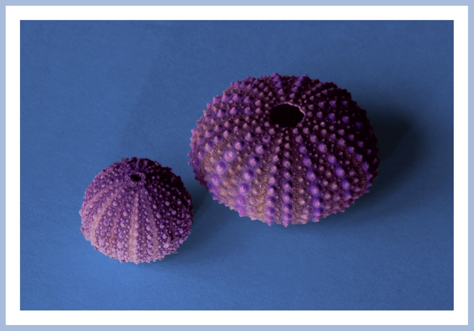 Zwei Seeigel-Schalen Foto & Bild | fotomontagen & ebv, natur-kreativ ...