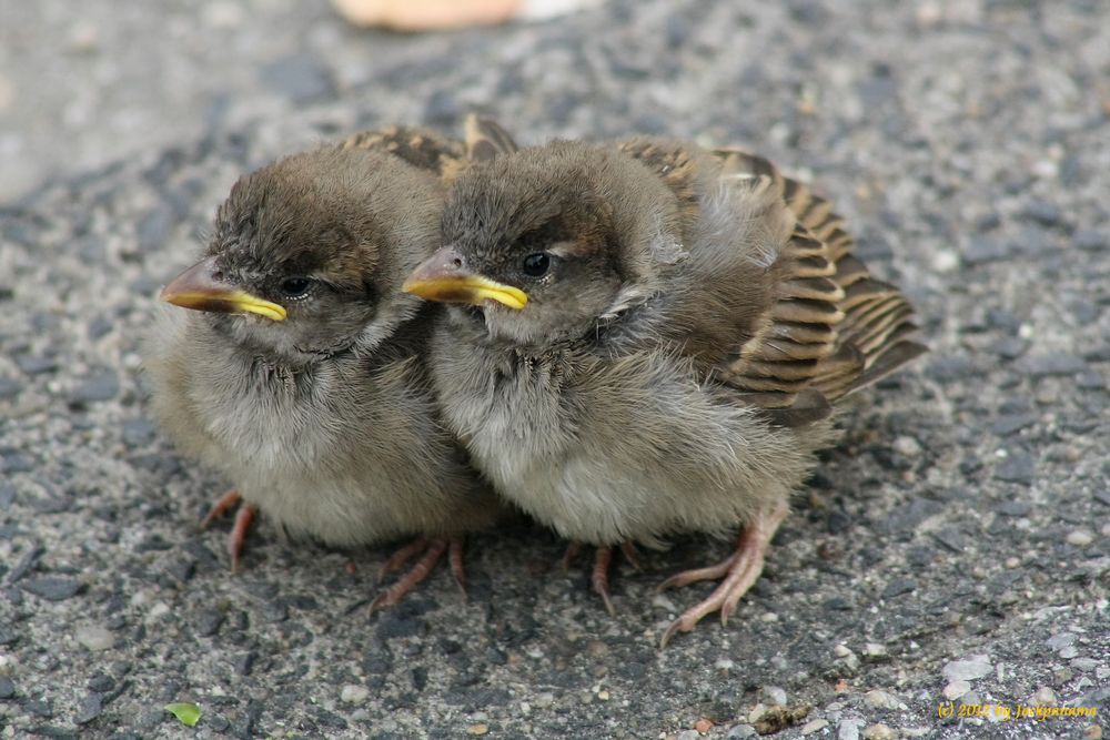 Zwei sehr junge Spatzen auf ihrer ersten Erkundungstour Foto & Bild ...