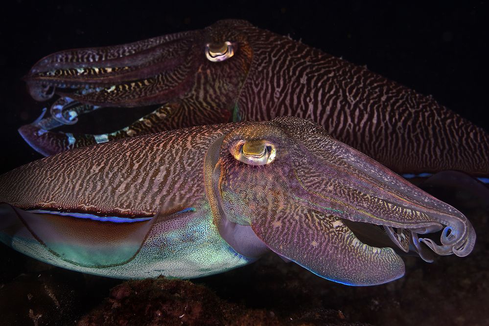 Zwei Sepien im Paarungskleid Foto & Bild | asia, middle east, tiere ...