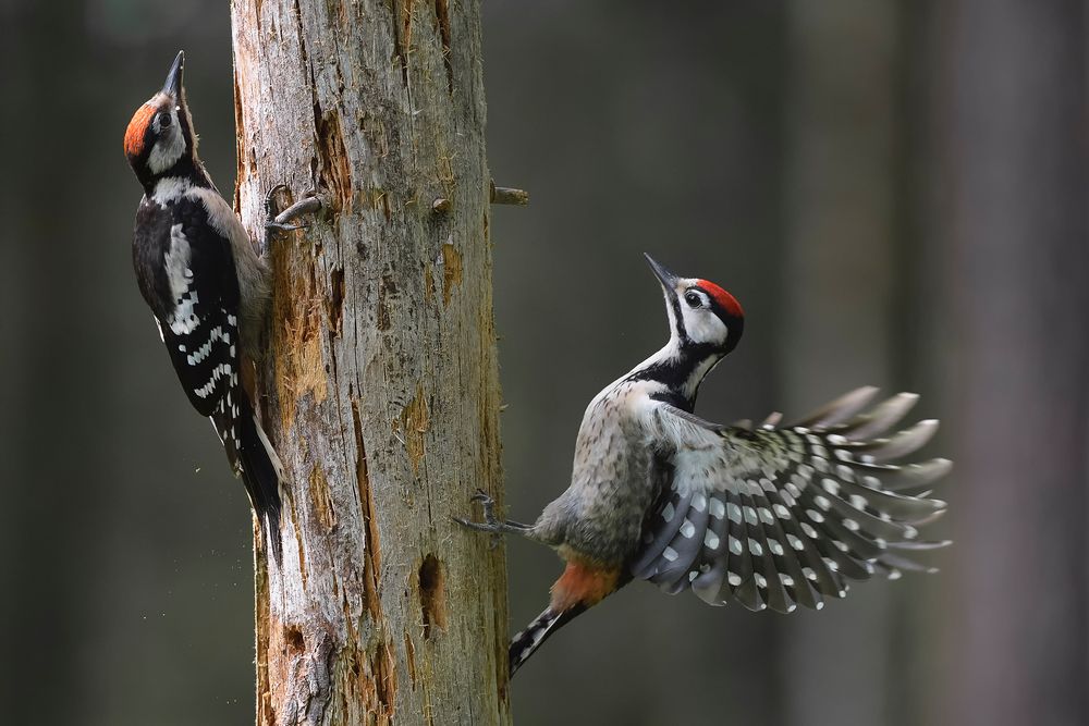 Zwei Spechte beim Spielen Foto & Bild | natur, tiere, vögel Bilder auf ...