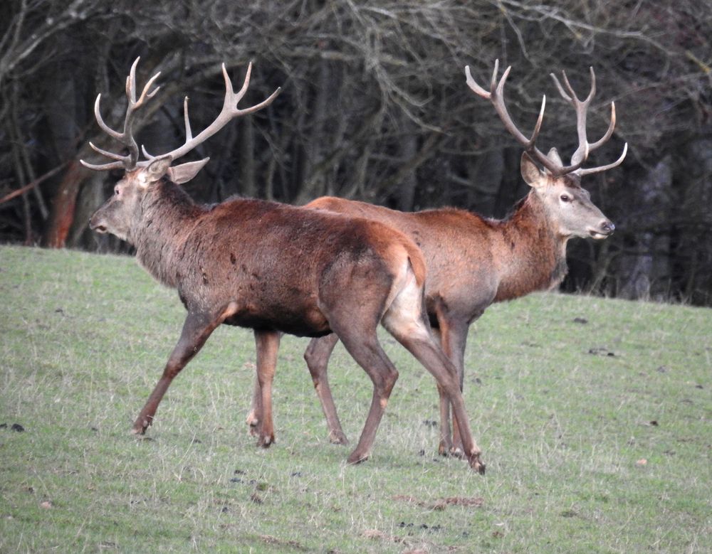 Zwei starke Hirsche schätzen sich ab Foto & Bild | natur, tiere ...