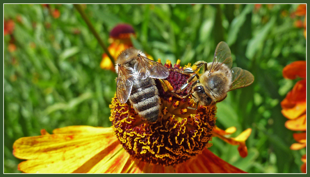 Zwei Starnberger, Foto & Bild | tiere, wildlife, insekten Bilder auf ...