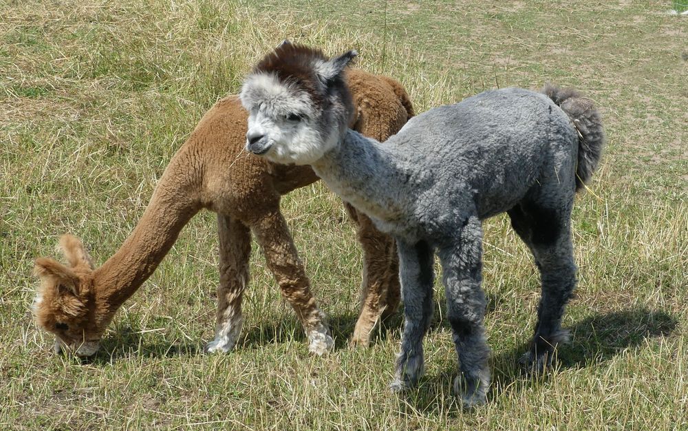 Zwei süße Alpakas ... Foto & Bild | natur, tiere, alpakas Bilder auf ...