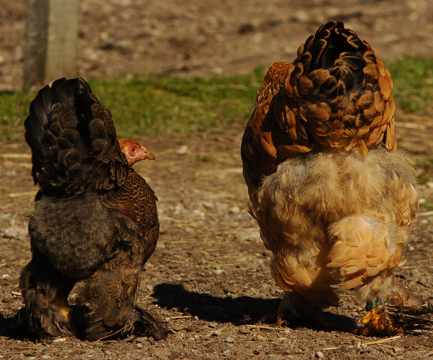 zwei taffe Mädels Foto & Bild | tiere, natur Bilder auf fotocommunity