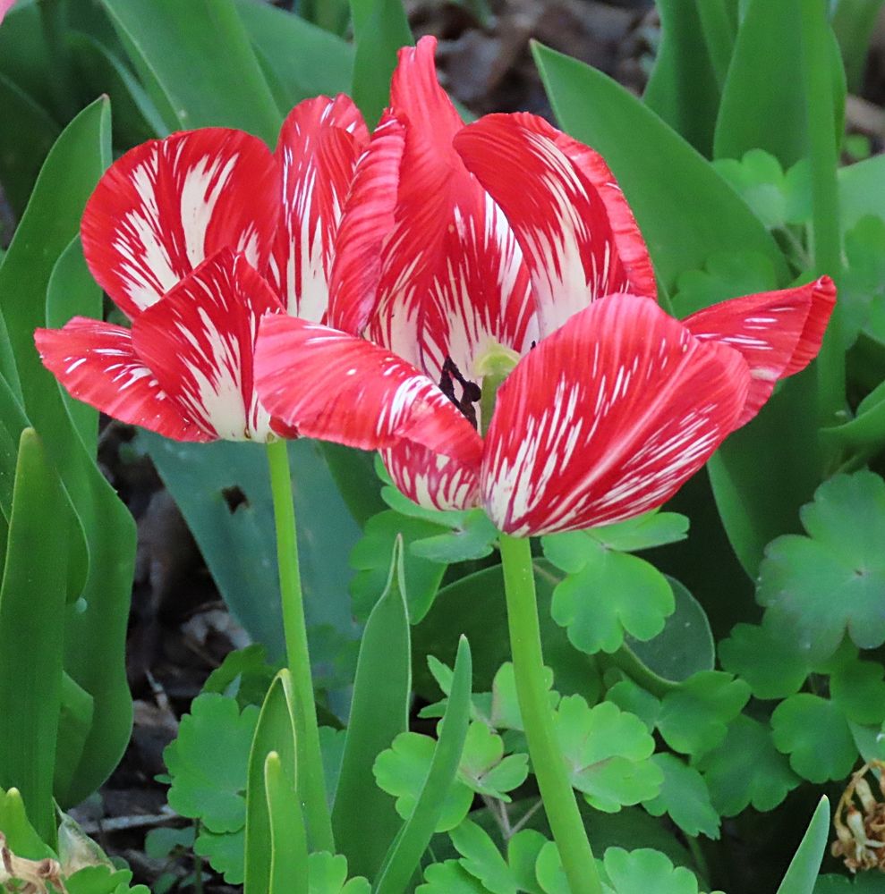 Zwei Tulpen zeigen ihre Schönheit... Foto & Bild | jahreszeiten, frühling, normal-bilder Bilder ...