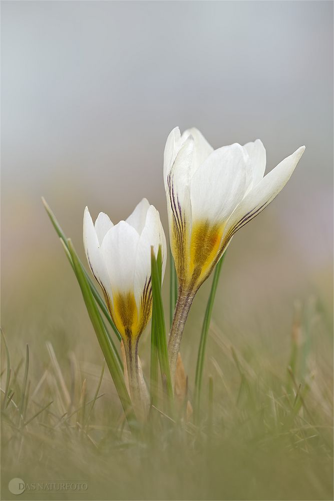 Zwei von ganz vielen .. Foto & Bild | bäume, natur, krokus Bilder auf ...
