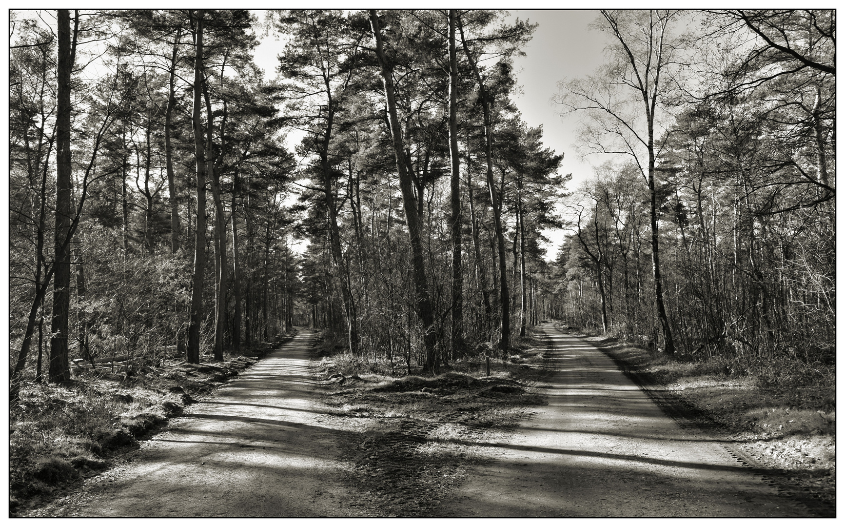 Zwei Wege Foto & Bild | world, forst, wald Bilder auf fotocommunity