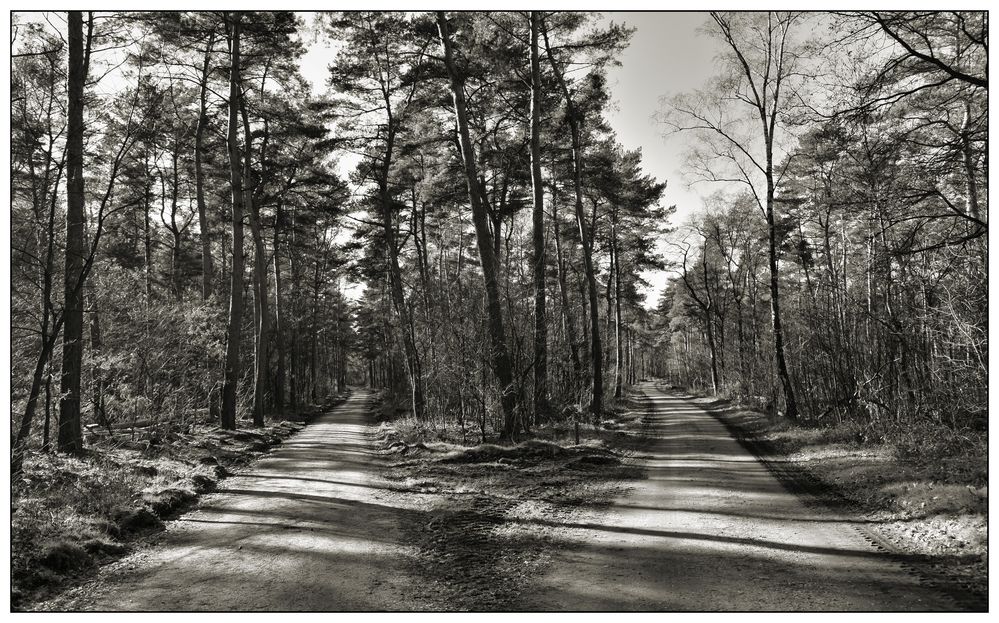 Zwei Wege Foto & Bild | world, forst, wald Bilder auf fotocommunity