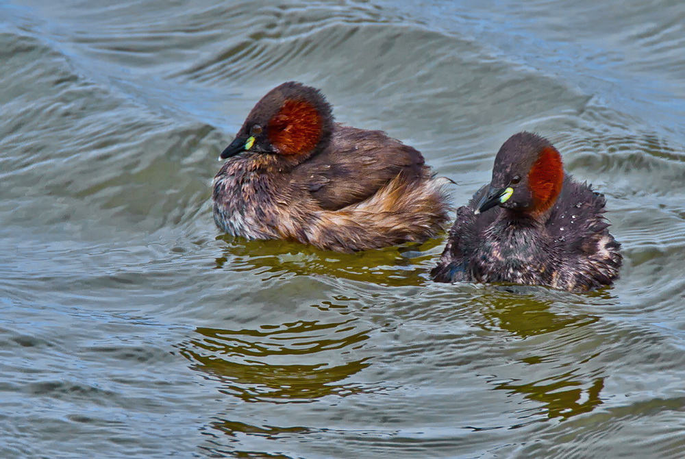 Zwei Zwerge Foto & Bild | tiere, wildlife, wild lebende vögel Bilder ...