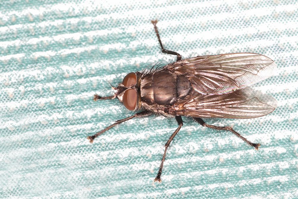 Zweiflügler Foto & Bild | fliegen, fotos, makro Bilder auf fotocommunity