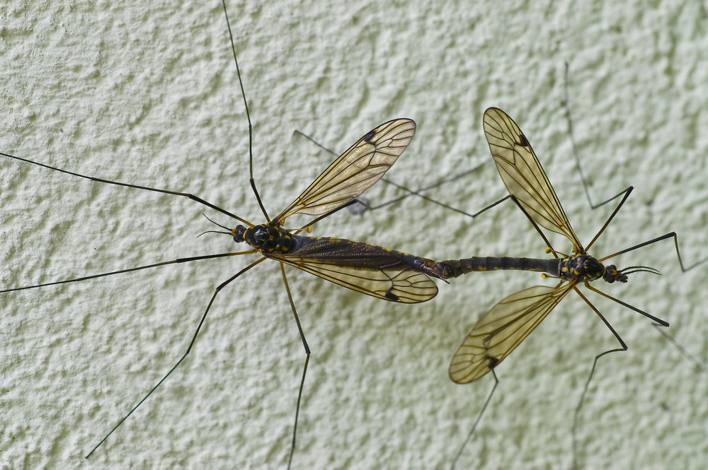 Zweiflügler - Schnaken 3 Foto & Bild | tiere, wildlife, insekten Bilder ...