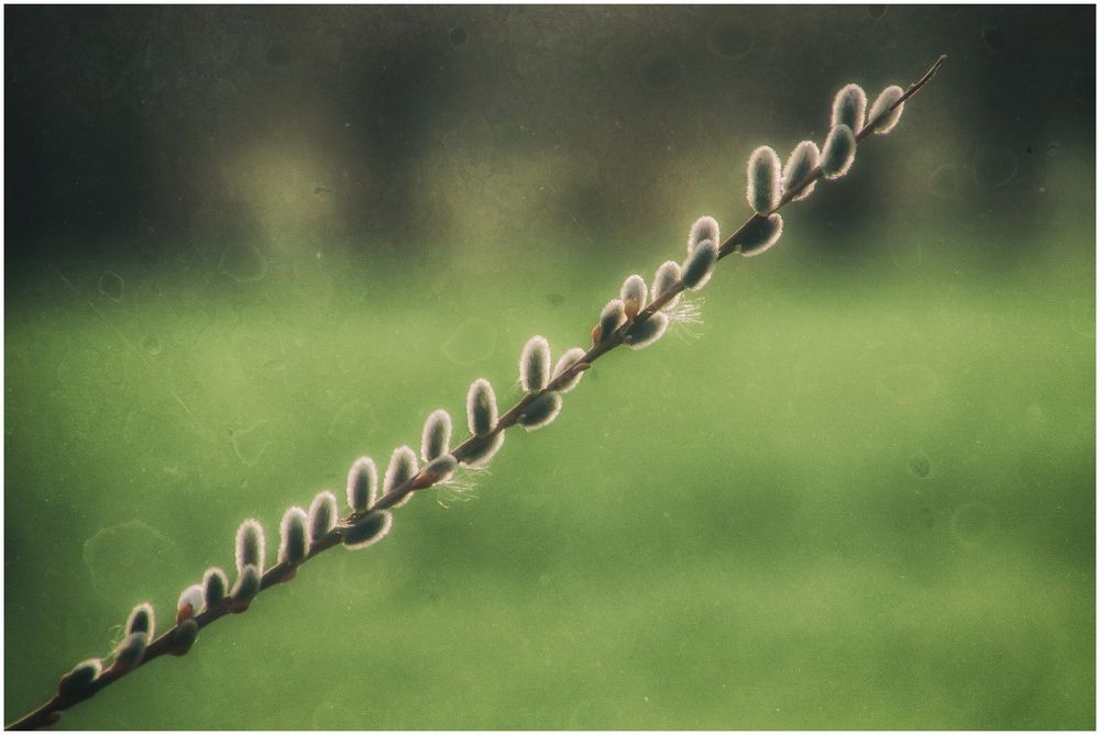 Zweig Foto & Bild | art, world, licht Bilder auf fotocommunity