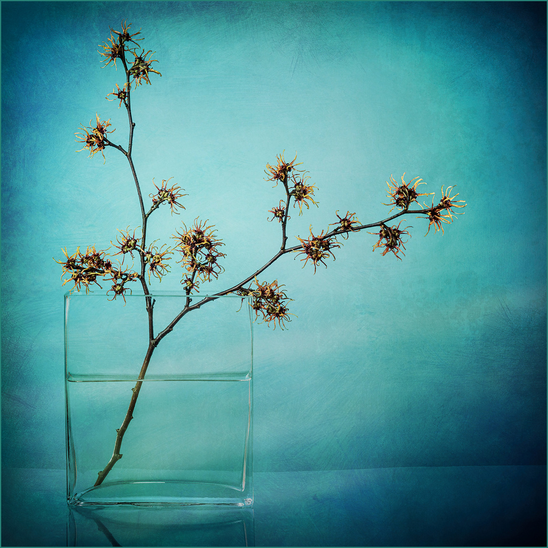 Zweig Foto & Bild | stillleben, details, kreativ Bilder auf fotocommunity