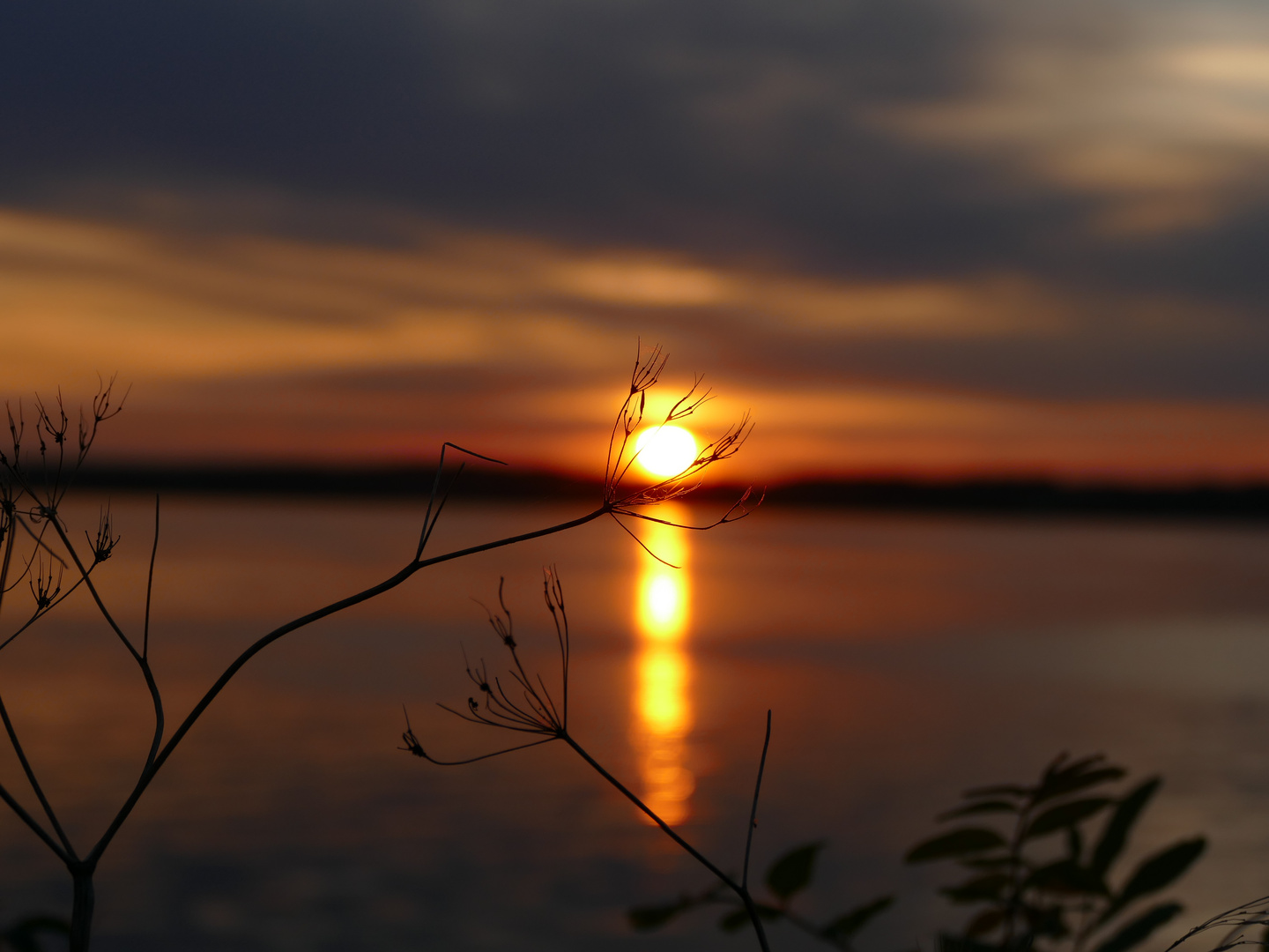 Zweig im Sonnenuntergang Foto & Bild | landschaft, naturlandschaft bei ...
