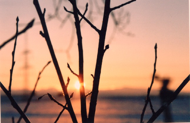 Zweige im Winter Foto & Bild | landschaft, natur Bilder auf fotocommunity