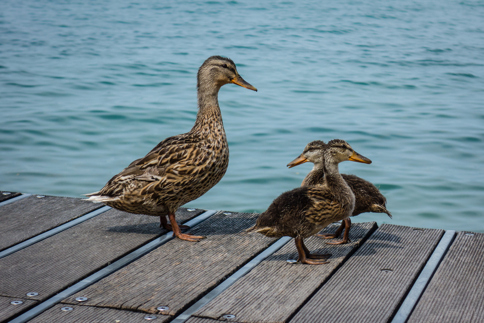 Zweiköpfige Enten... Foto & Bild | tiere, wildlife, wild lebende vögel ...