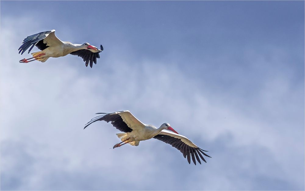 zweisamer flug Foto & Bild | frühling, himmel, natur Bilder auf ...